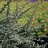 Cotoneaster Horizontalis Variegatus Northern Borders Variegated Rockspray Cotoneaster | SiteOne US